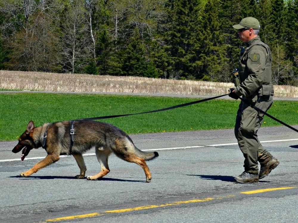 RCMP needed drones, dogs, armoured vehicles and a helicopter for arrest ...