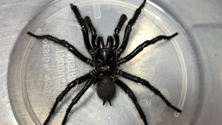 Newcastle funnel-web spider identified as bigger, deadlier than other ...