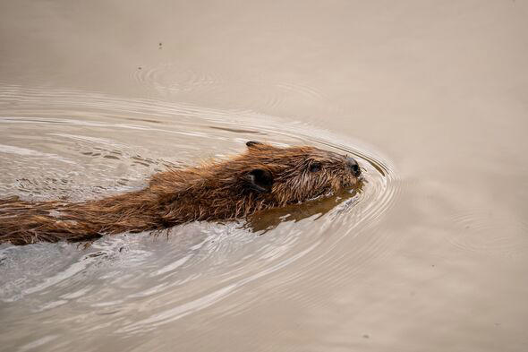 Beavers thriving in English rivers 300 years after species was nearly ...
