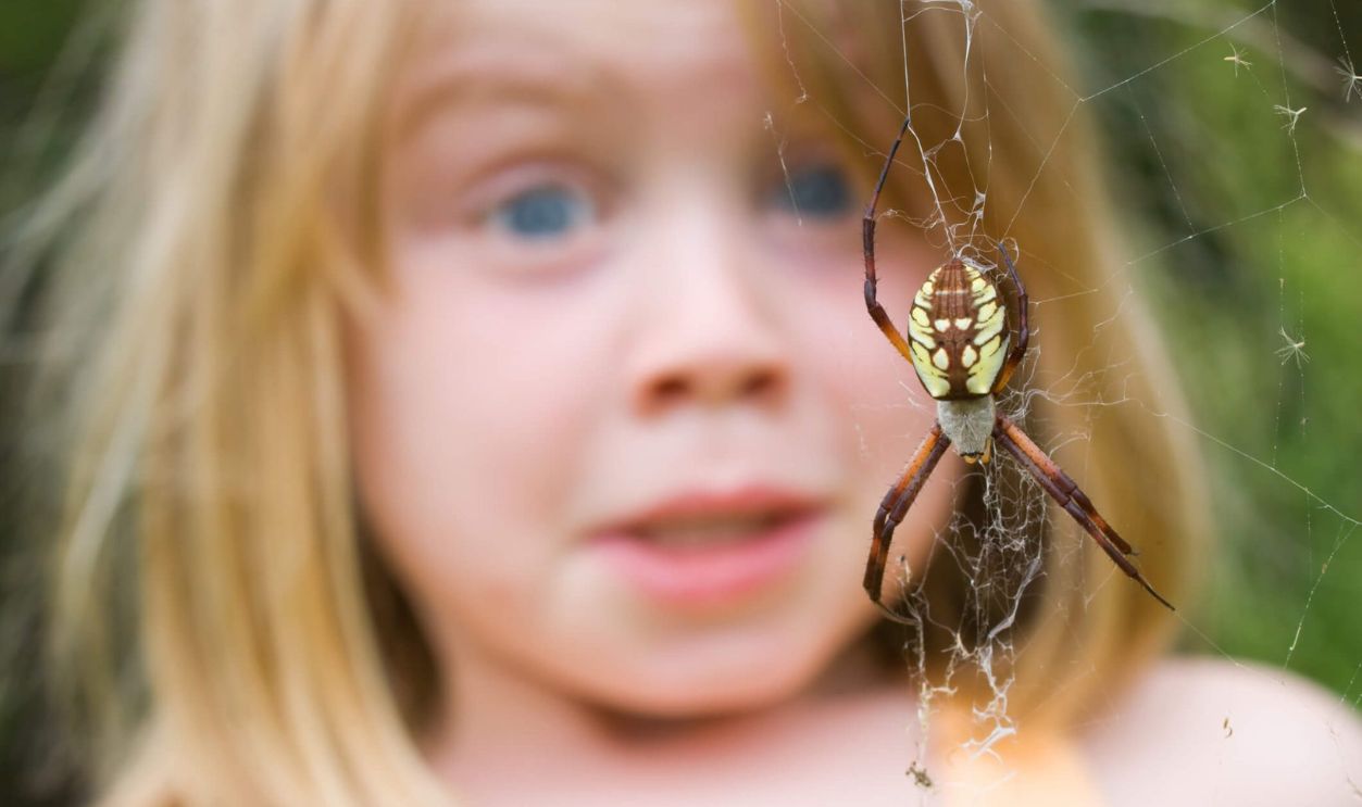 A brilliant researcher discovered that spider webs can actually be used ...