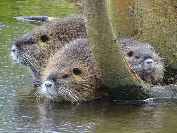 Beavers thriving in English rivers 300 years after species was nearly ...