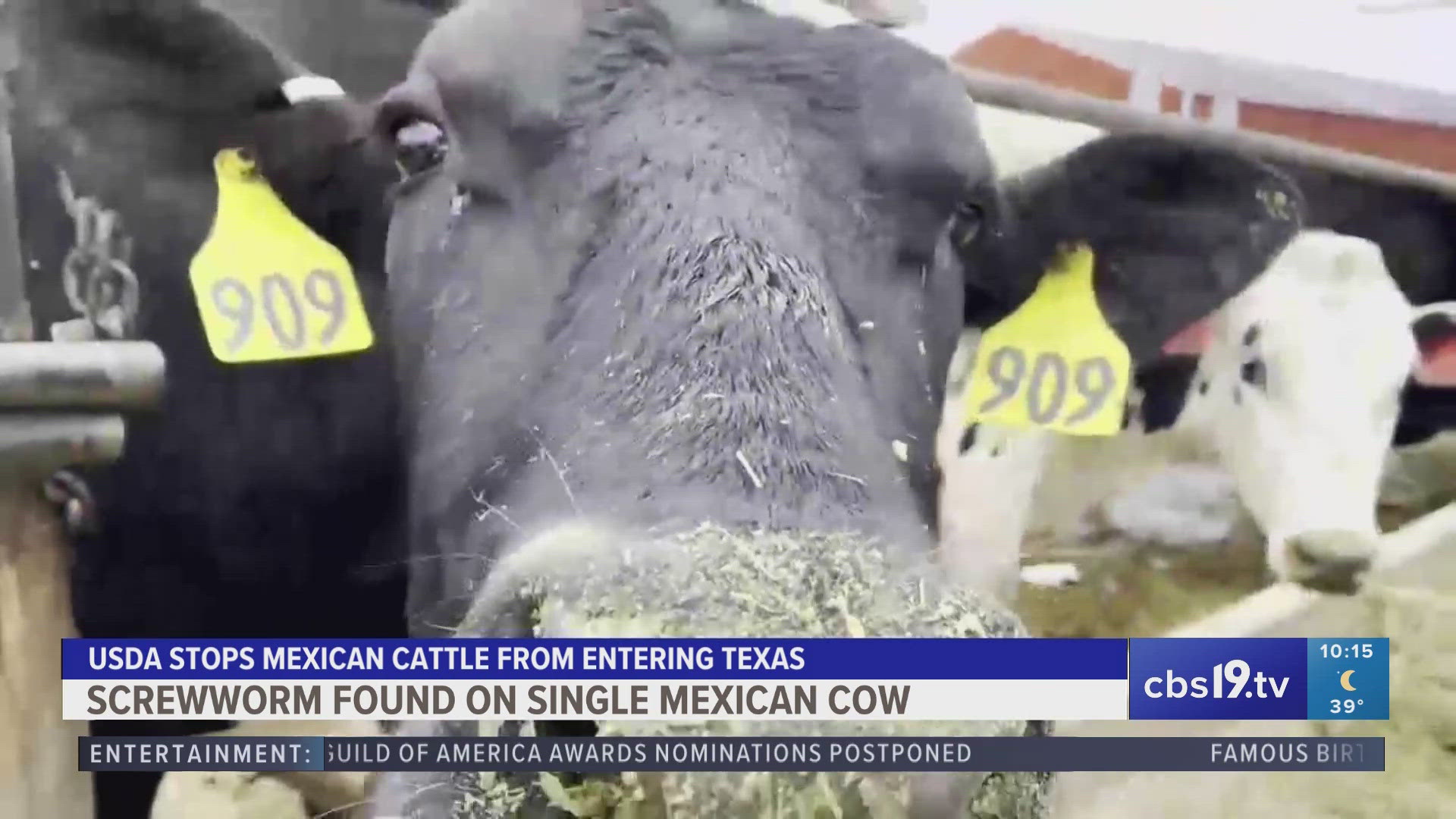 Screwworm found in single Mexican cow