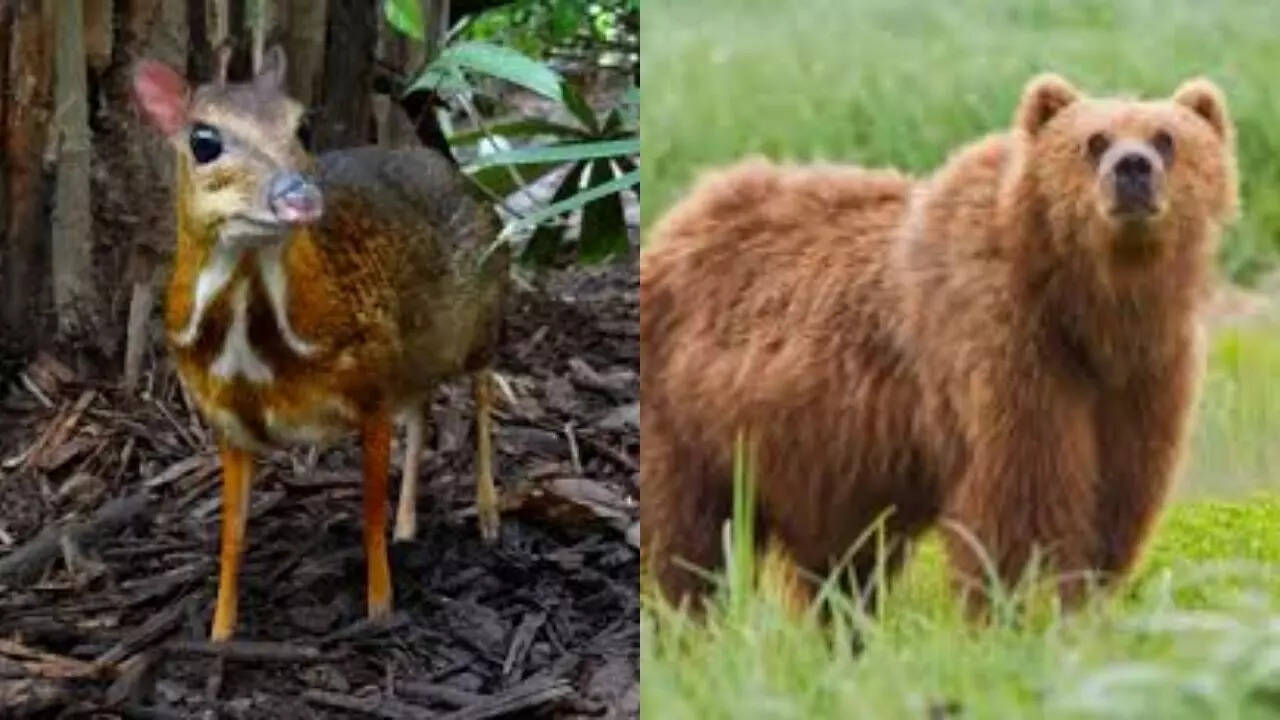 7 fascinating animals found in Turkey