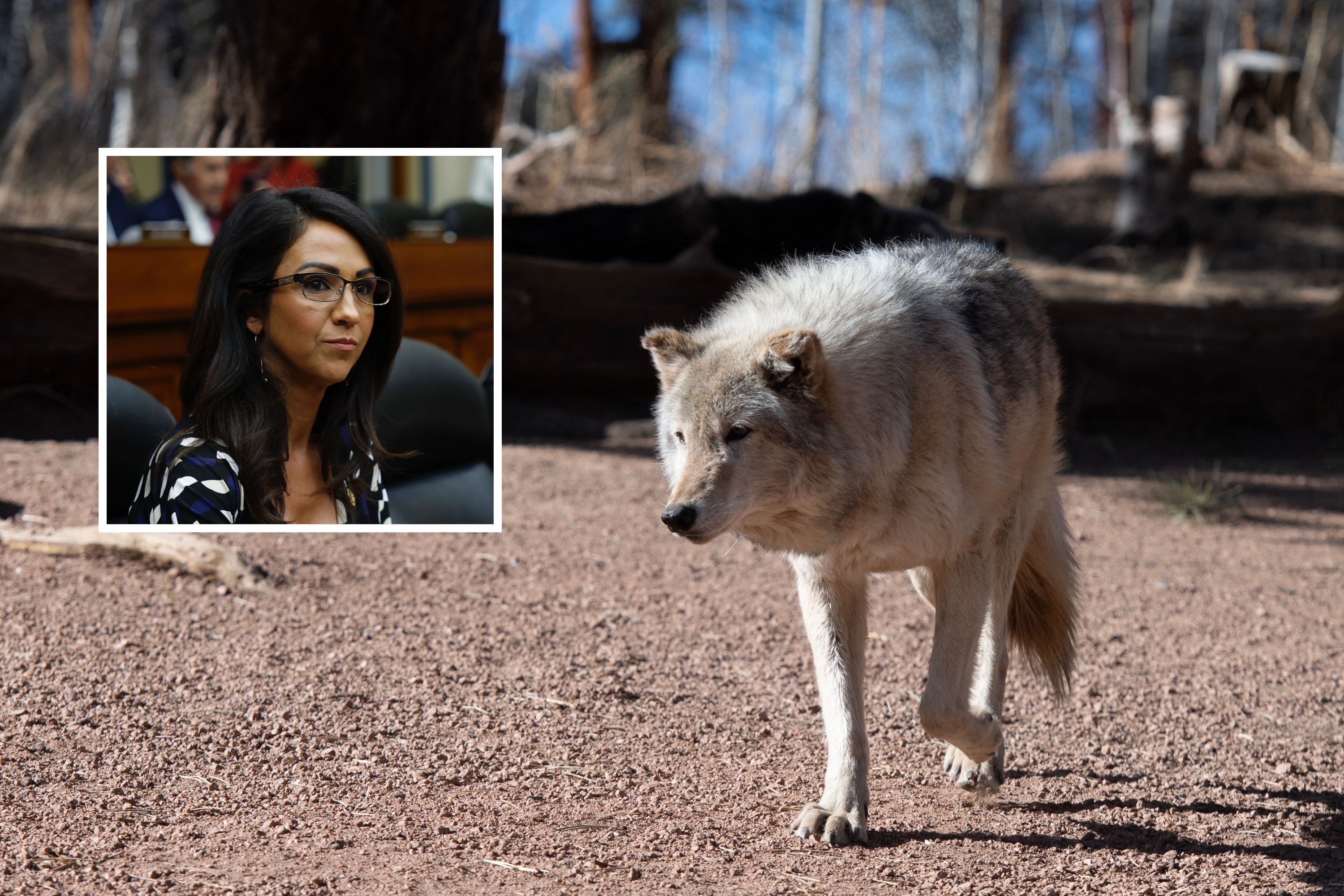 Wolves Getting Released in Colorado Sparks Republican Concern