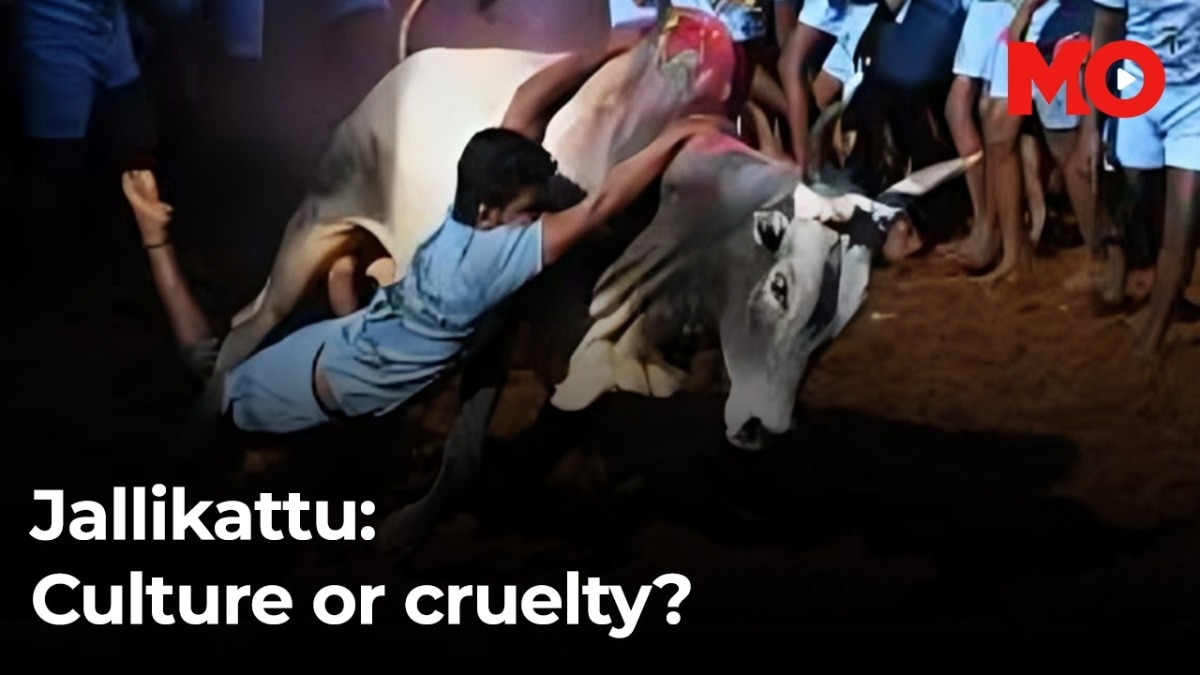As Jallikattu begins recalling the cultural argument for an ancient ...
