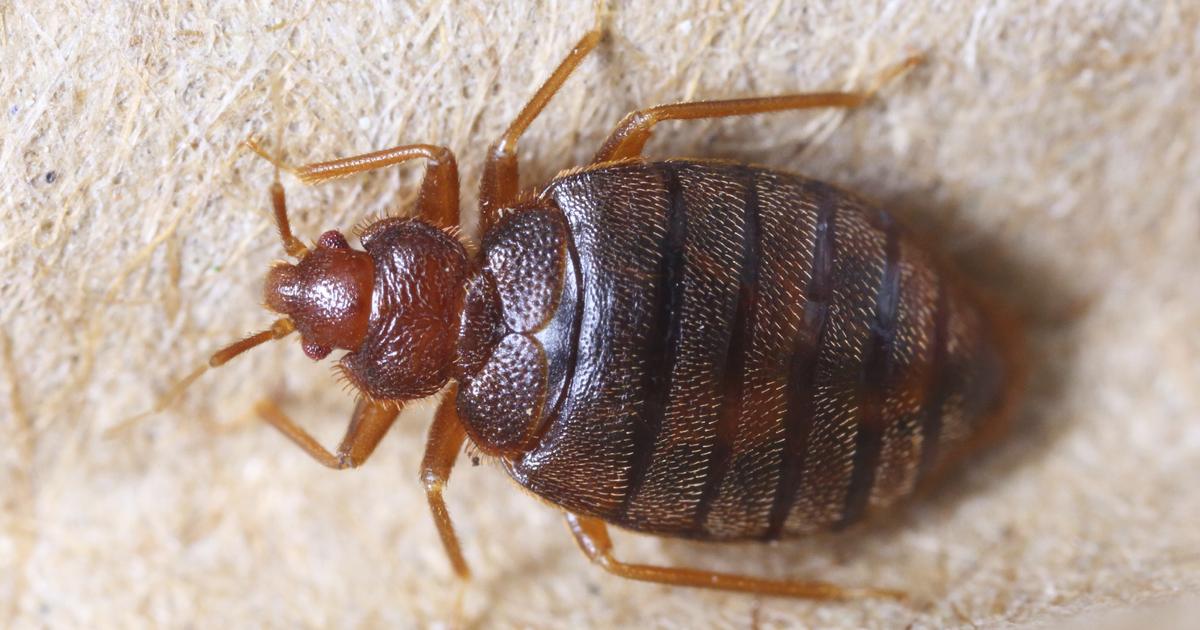11 Proven Strategies to Bid Bed Bugs Goodbye for Good
