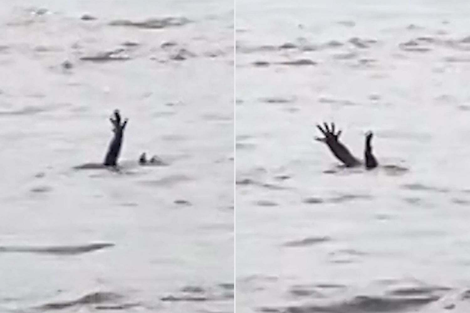 Odd Behavior Makes Wild Crocodiles Look Like Drowning Humans — Are They ...