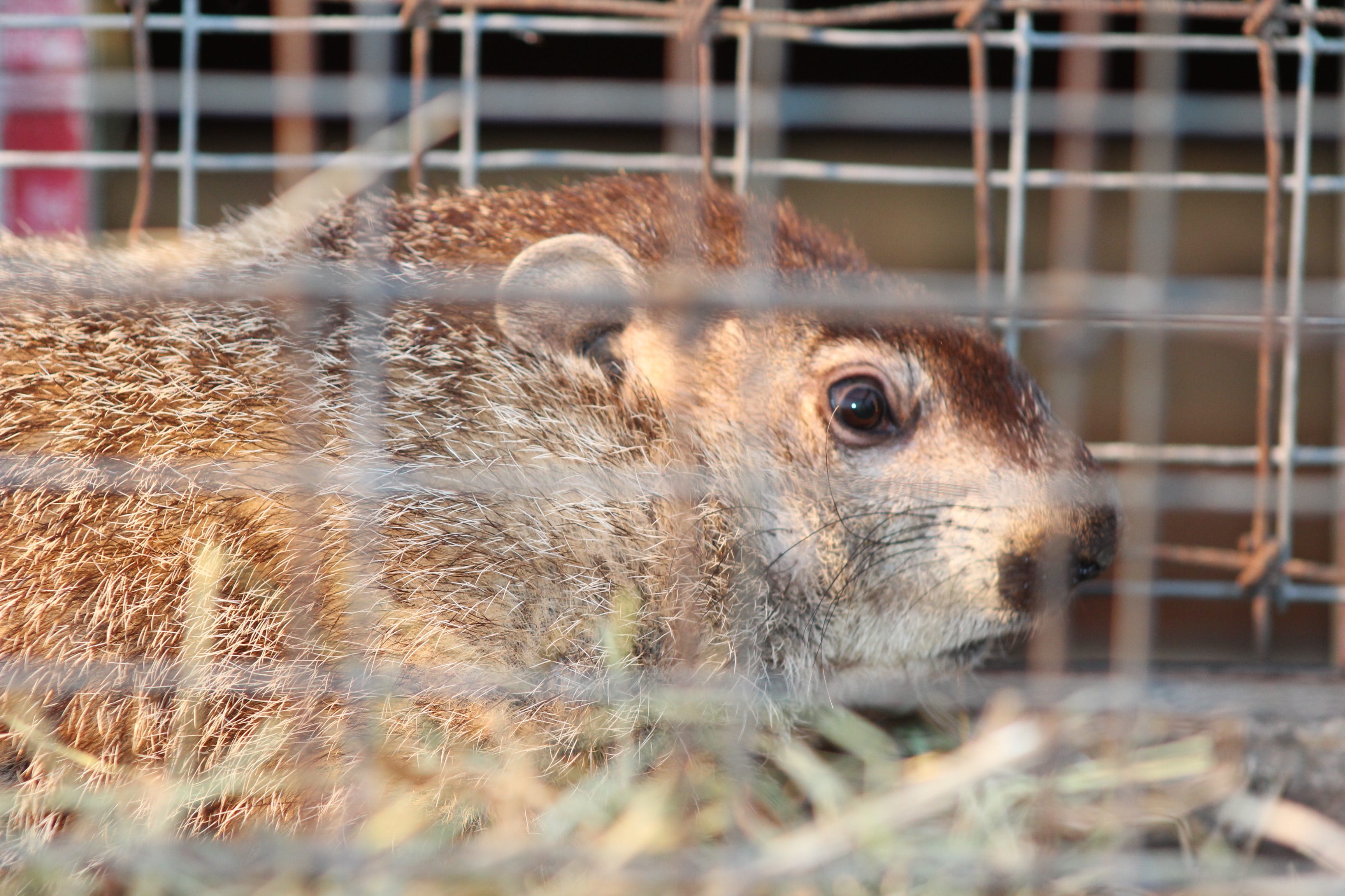 Buckeye Chuck returns to Marion for his 46th year predicting the weather