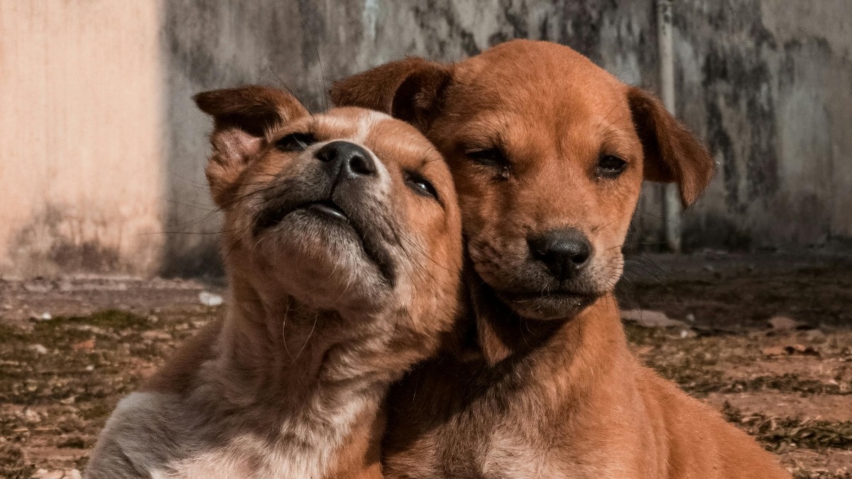 Transforming Animal Welfare: Vision for a compassionate and self ...