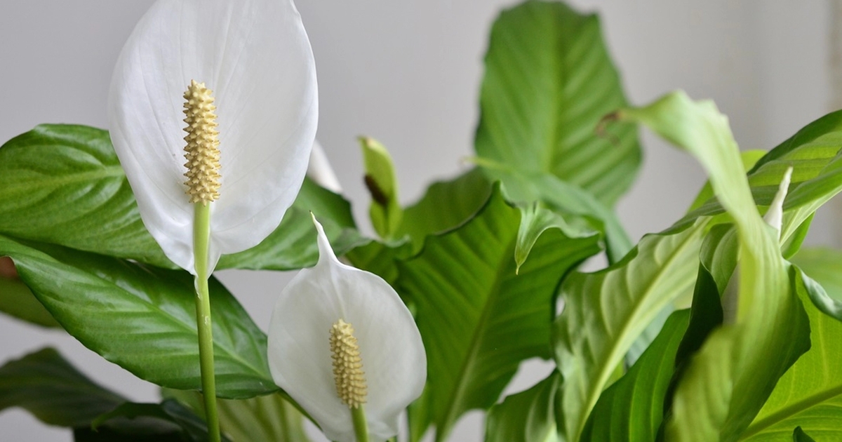 These Houseplants Help Reduce Dust in Your Home