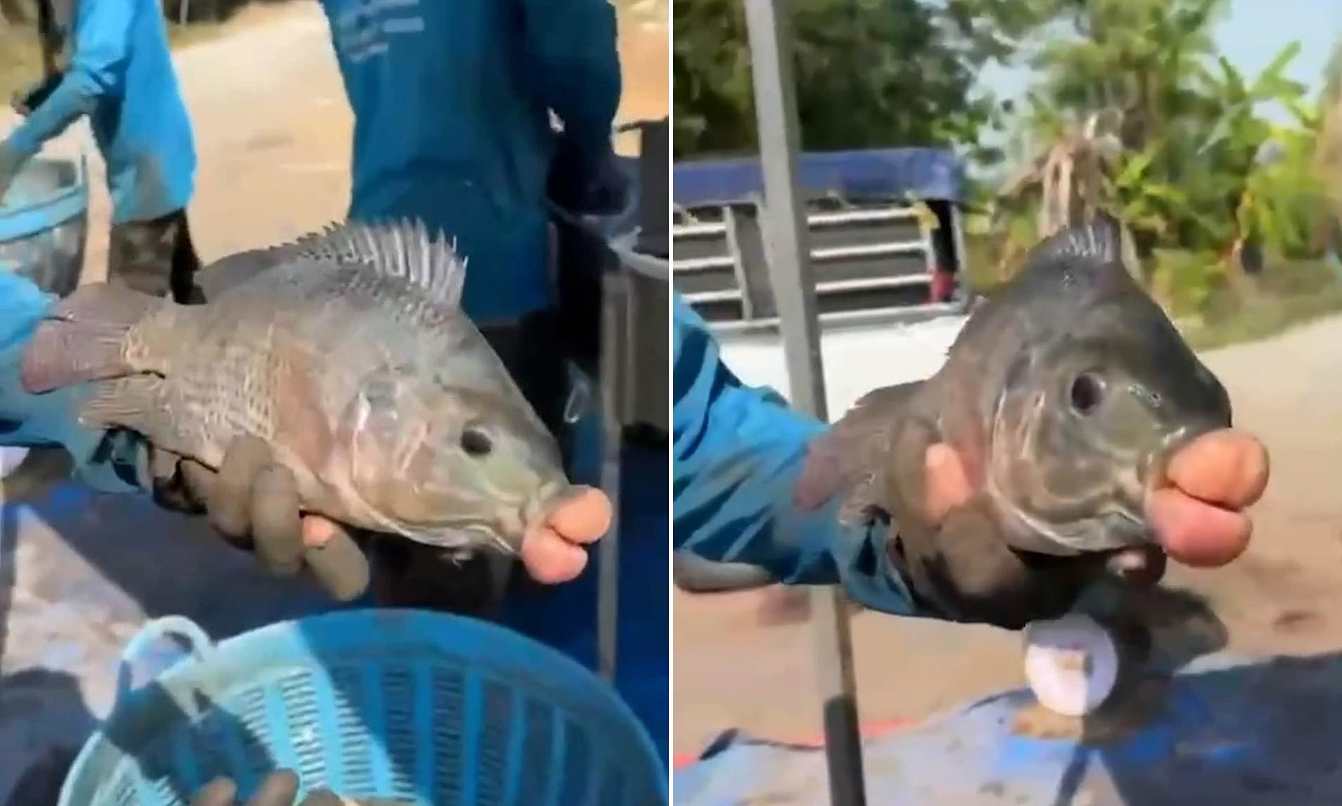 What a trout pout! Fish with giant 'filler lips' stuns anglers