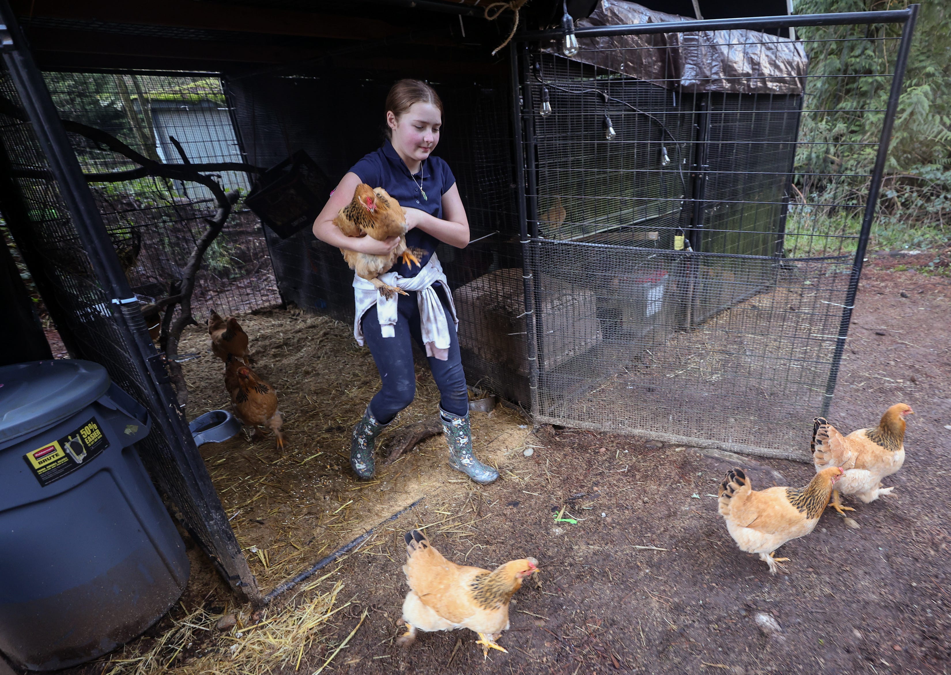 Kitsap farms taking precaution, watching warily as bird flu outbreak ...