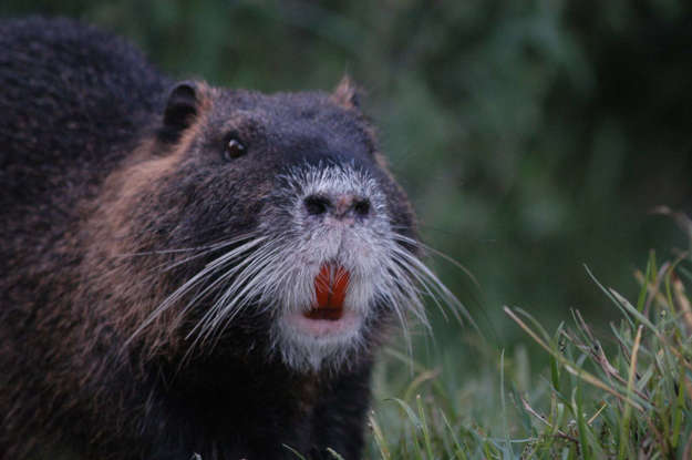 10 Proven Ways to Keep Rodents Out of Your Home for Good 10 Proven Ways to Keep Rodents Out of Your Home for Good