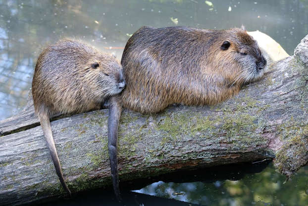 8 Natural Methods to Get Rid of Rodents Without Using Poison 8 Natural Methods to Get Rid of Rodents Without Using Poison