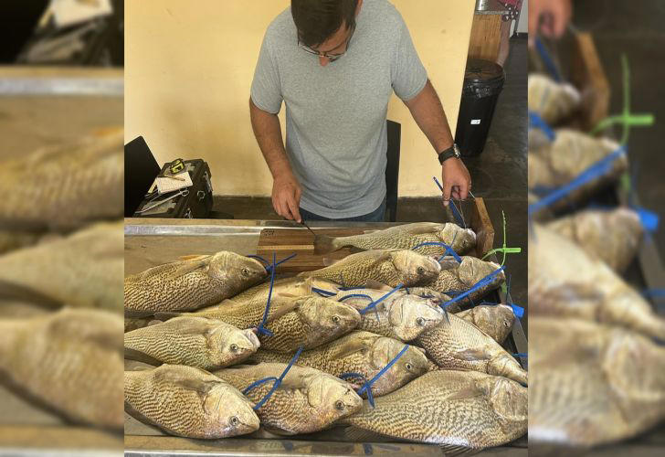 Las corvinas rubias presentes en las 6 horas de pesca en Orense