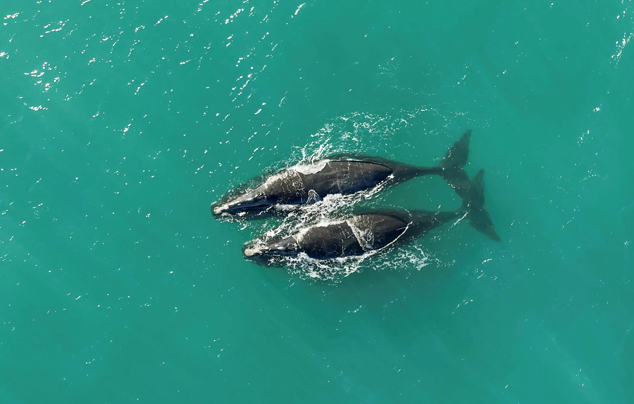 North Atlantic right whale facts, Treasure Coast sightings map, federal ...