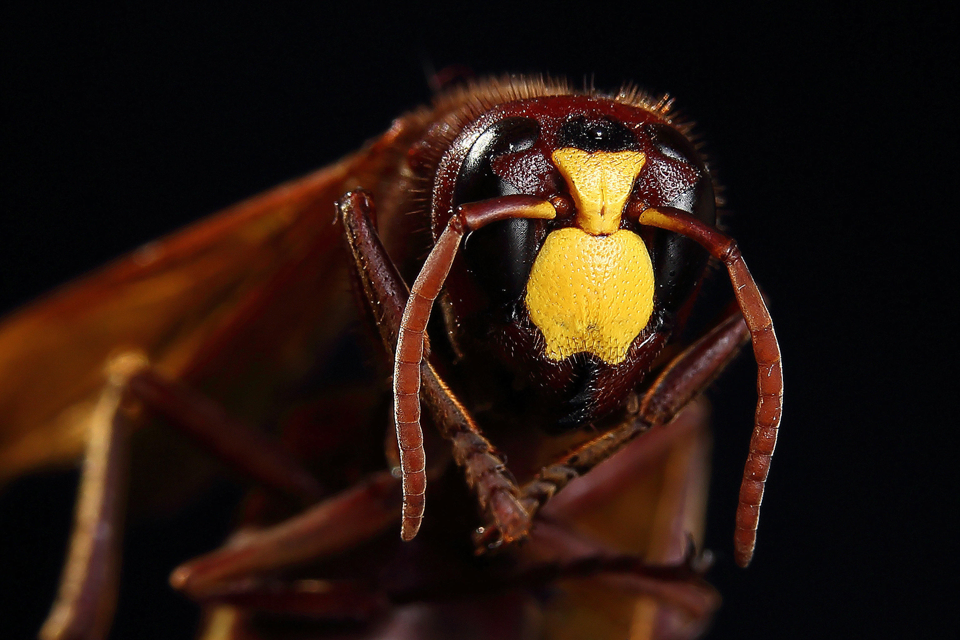 Wasp made alien by climate change destroying beehives