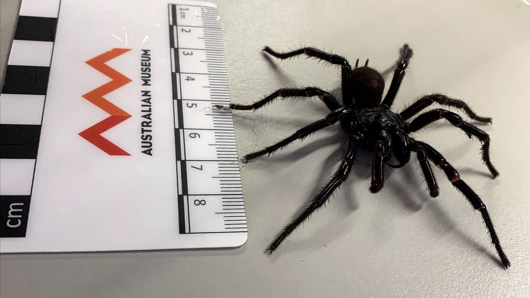 New species of spider nicknamed 'big boy' is one of the world's deadliest