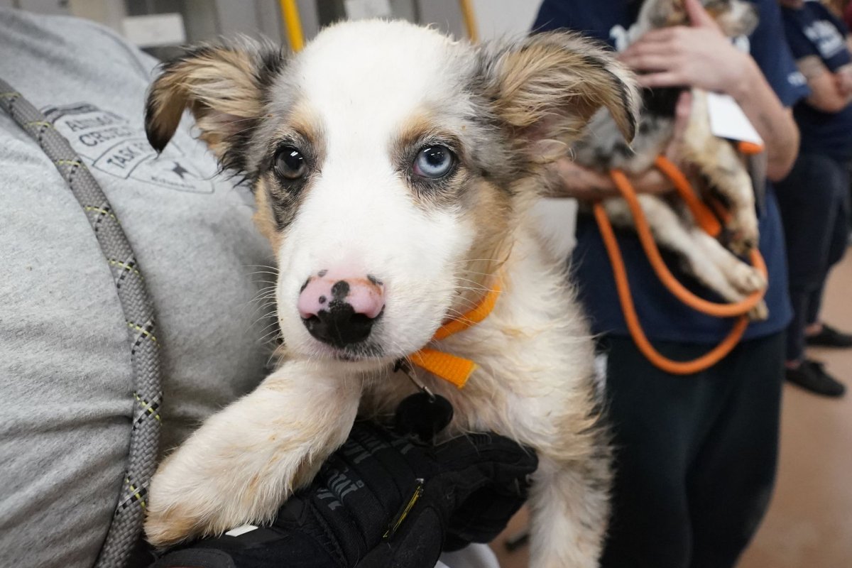 Why growing vaccine hesitancy among pet owners matters