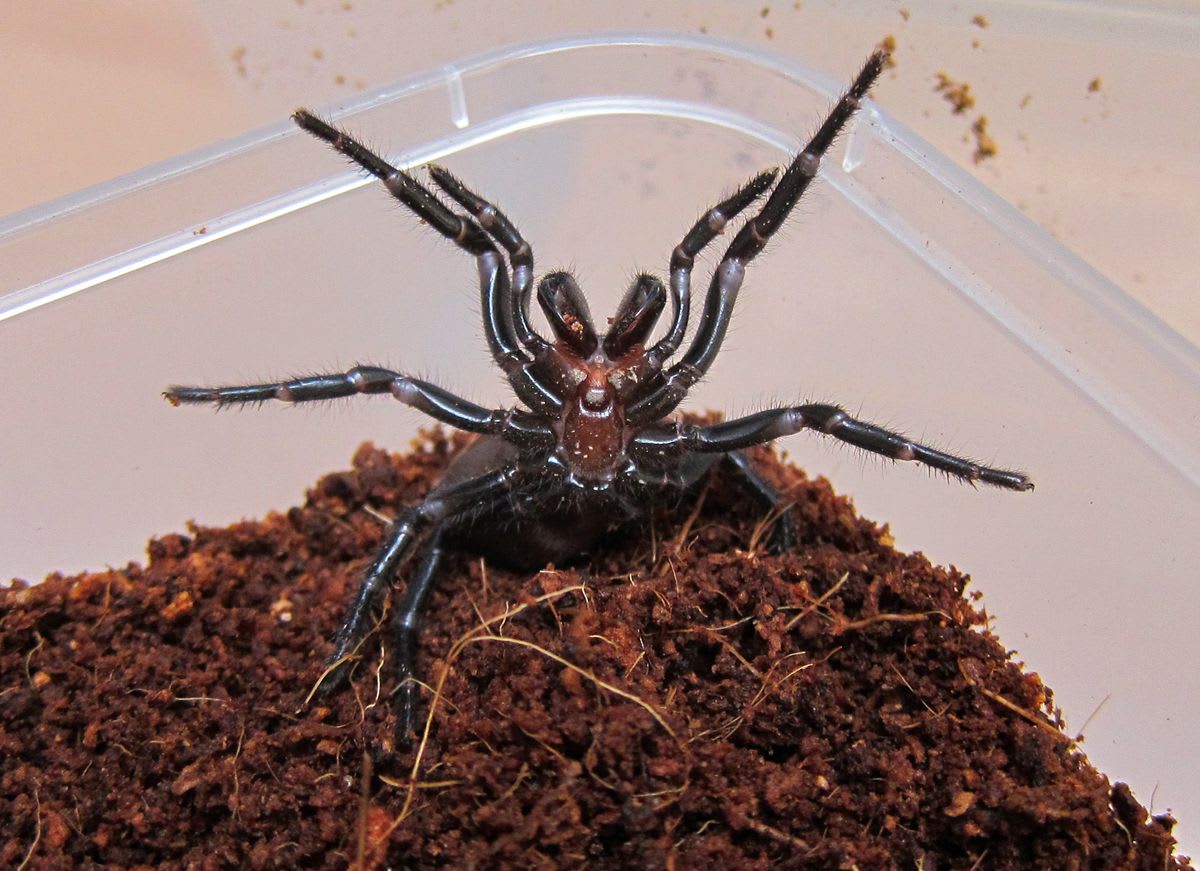 Australia’s Most Deadly Spider Is Now Three Species Instead Of One