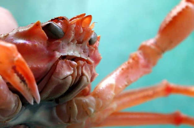 The Truth Behind The Alaskan Snow Crab Disappearance The Truth Behind The Alaskan Snow Crab Disappearance