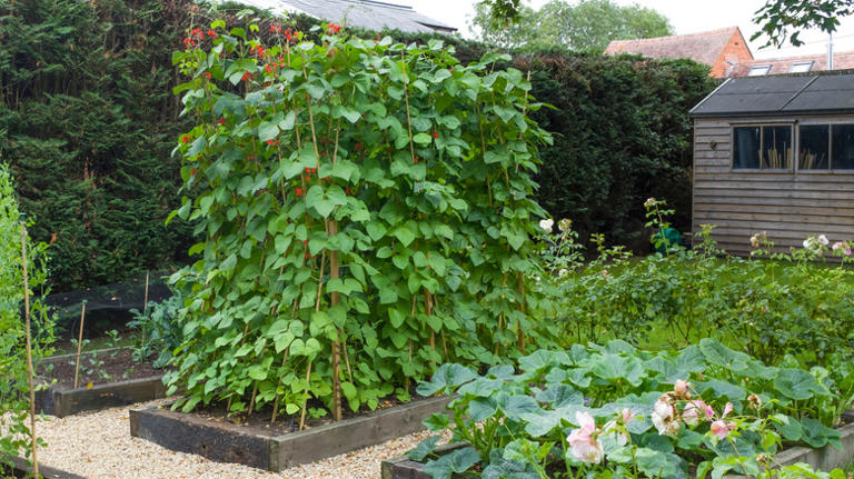 Bush Vs Pole Beans: What's The Difference And Which Should You Grow?