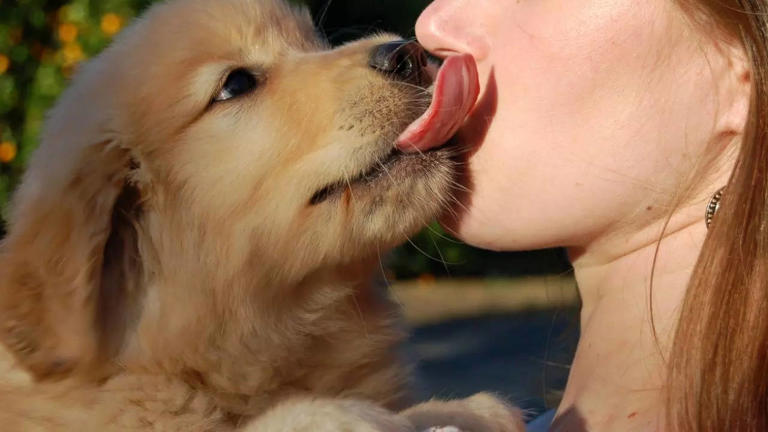 Why letting your dog lick your face can make you seriously ill, reveals study