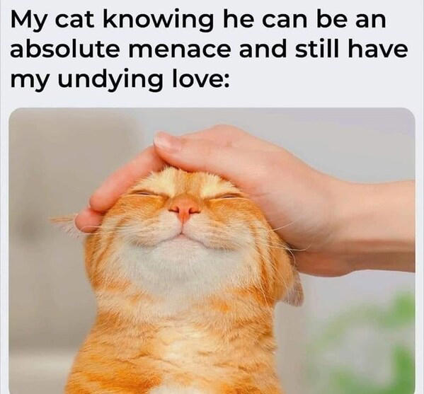 45 Funny Cat Memes That Prove They're The Kings Of The Internet ...