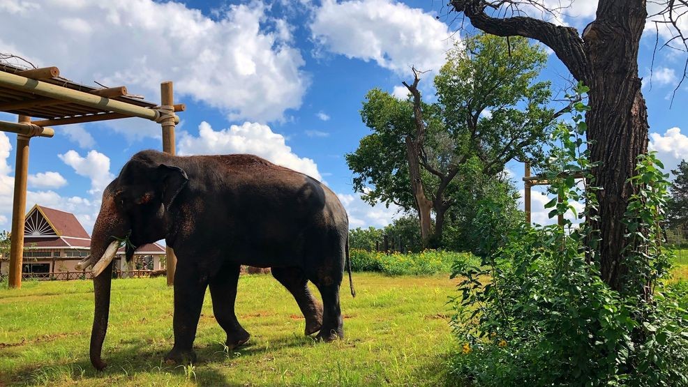 OKC Zoo mourns loss of oldest Asian elephant, Rex, at 57
