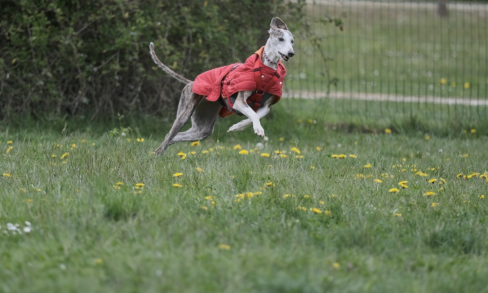 The quickest dog breeds on Earth — and why they’re so fast