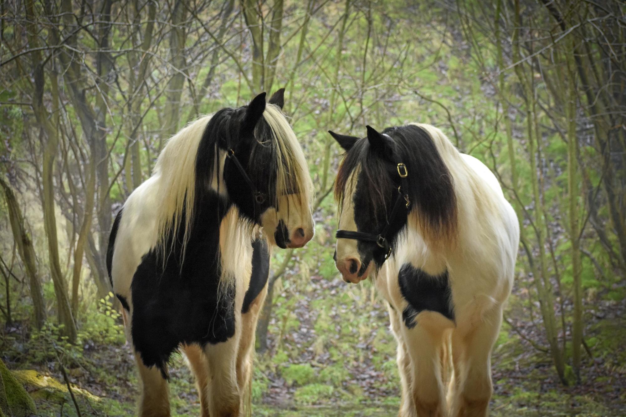 Two Coloured Cobs Left Behind by Cruel Owner