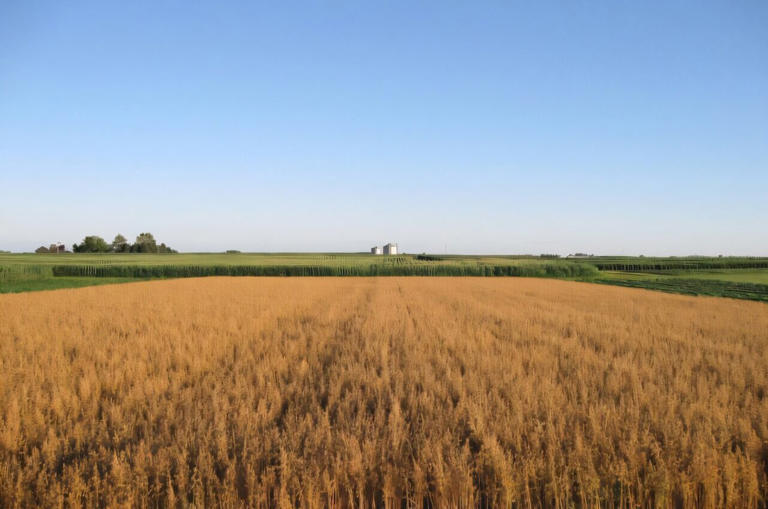 Diversified cropping systems boost nitrogen supply but not soil carbon ...