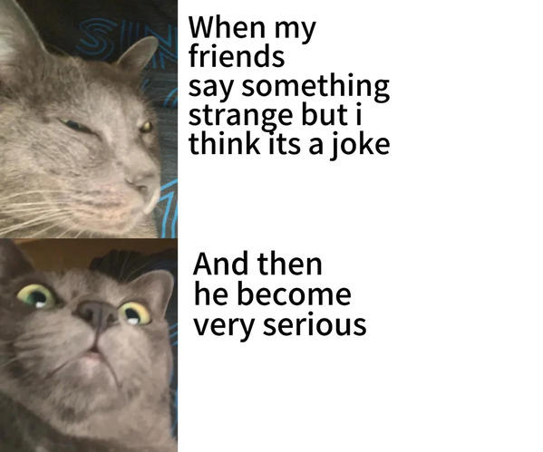 45 Funny Cat Memes That Prove They're The Kings Of The Internet ...