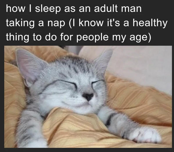 45 Funny Cat Memes That Prove They're The Kings Of The Internet ...