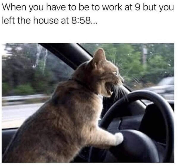 45 Funny Cat Memes That Prove They're The Kings Of The Internet ...