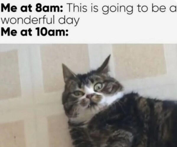 45 Funny Cat Memes That Prove They're The Kings Of The Internet ...