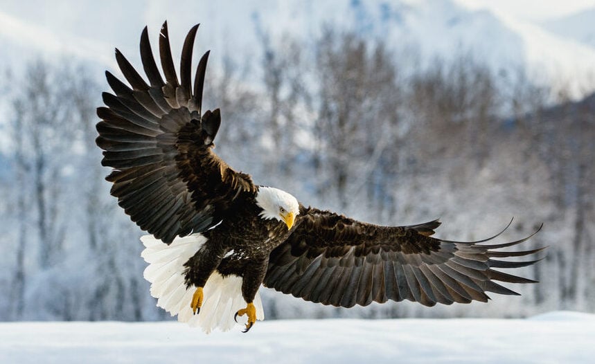 Top 12 Places to Go for the Most Stunning Bald Eagle Encounters