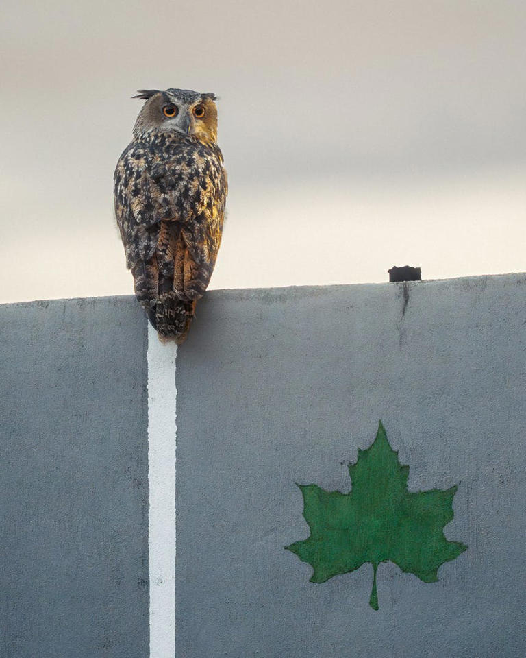 'The Year of Flaco': New York Historical memorializes NYC's beloved owl ...