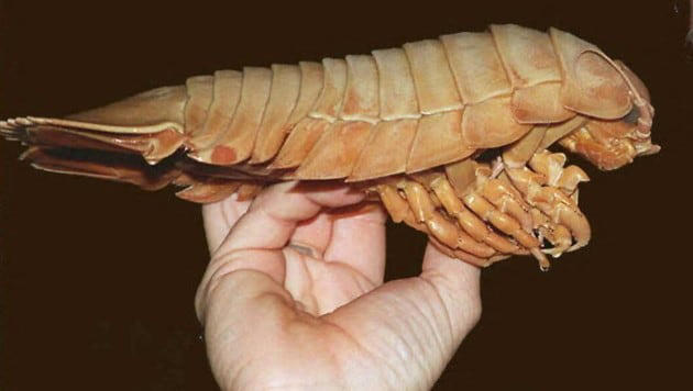 Riesenassel wurde nach Darth Vader benannt