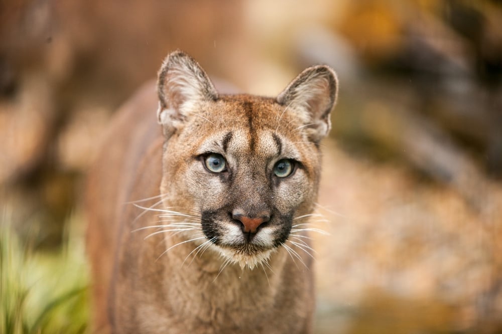 10 Most Dangerous Animals to watch out for in U.S. National Parks