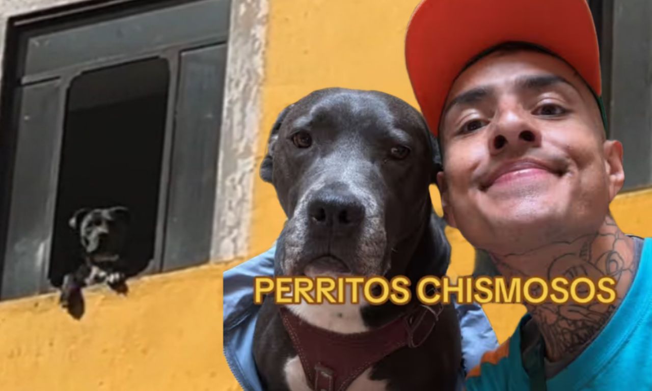 ¿Quién es el "perrito más chismoso de Puebla"? Tras hacerse viral, Fer ...