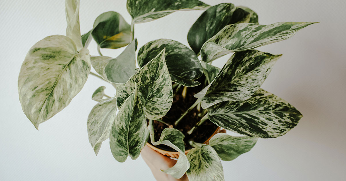 11 Signs It's Time To Repot Your Pothos