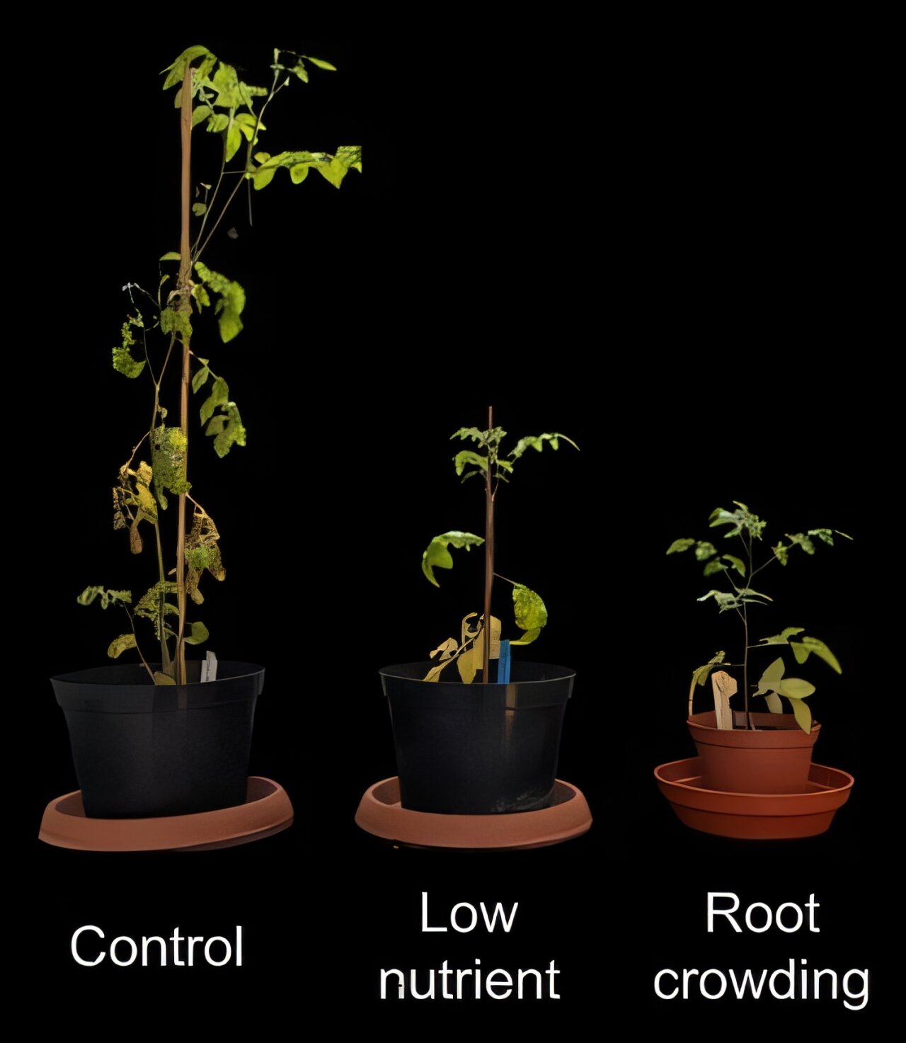 Scientists investigate what makes some plant species 'ripe' for ...