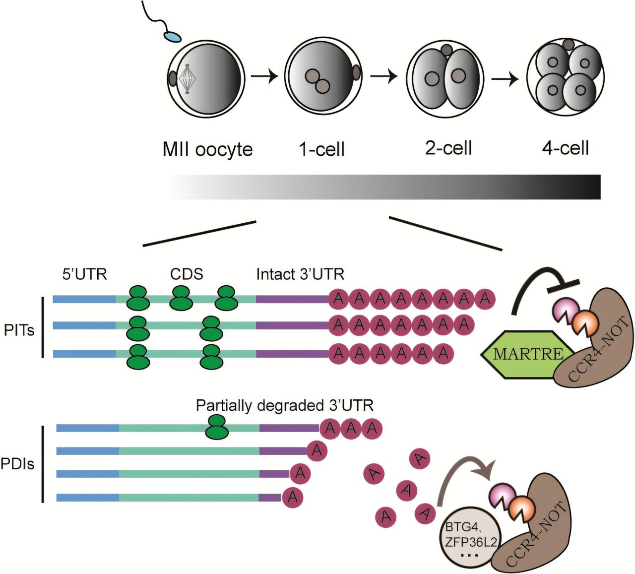 Study reveals new mechanism of mRNA poly(A) tail regulation in early ...
