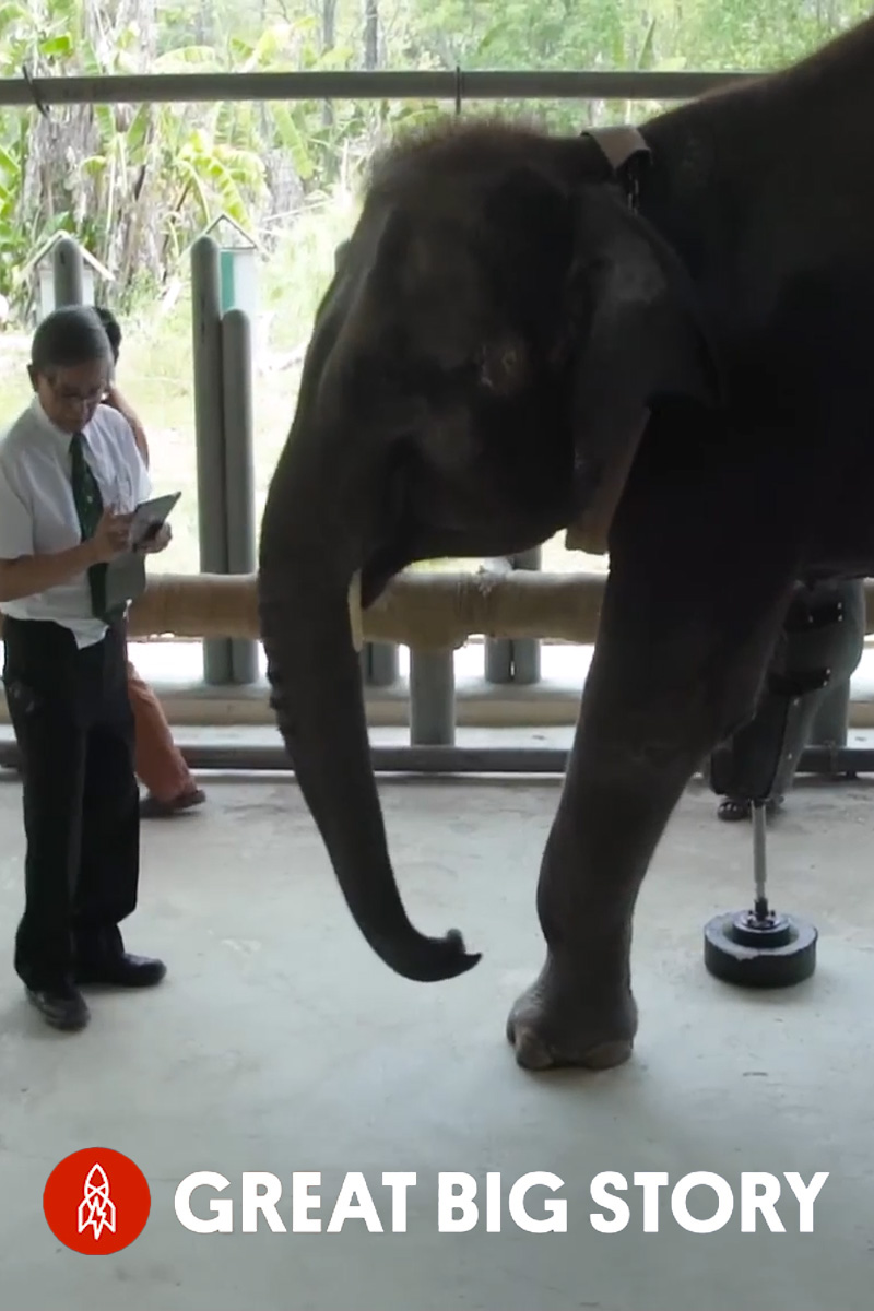 Mosha l'éléphant, un voyage vers la mobilité grâce à une prothèse de jambe