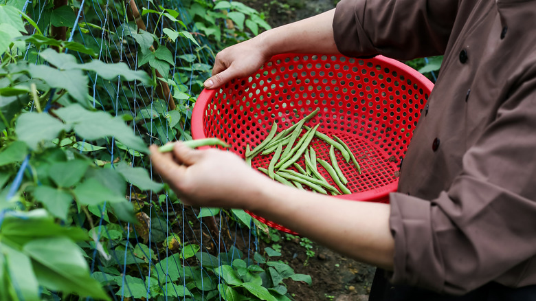 Bush Vs Pole Beans: What's The Difference And Which Should You Grow?