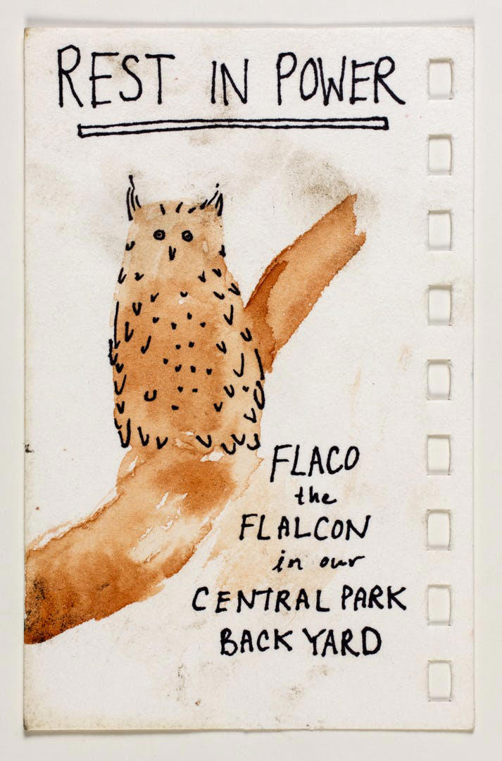 'The Year of Flaco': New York Historical memorializes NYC's beloved owl ...