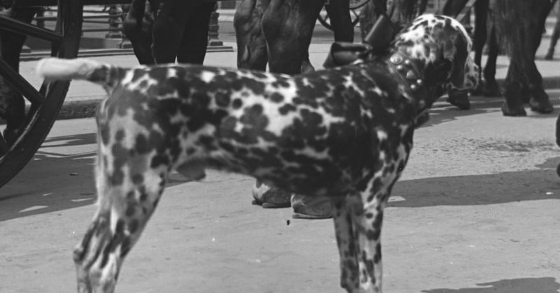 How Dog Breeds Have Changed Since the 1980s How Dog Breeds Have Changed Since the 1980s