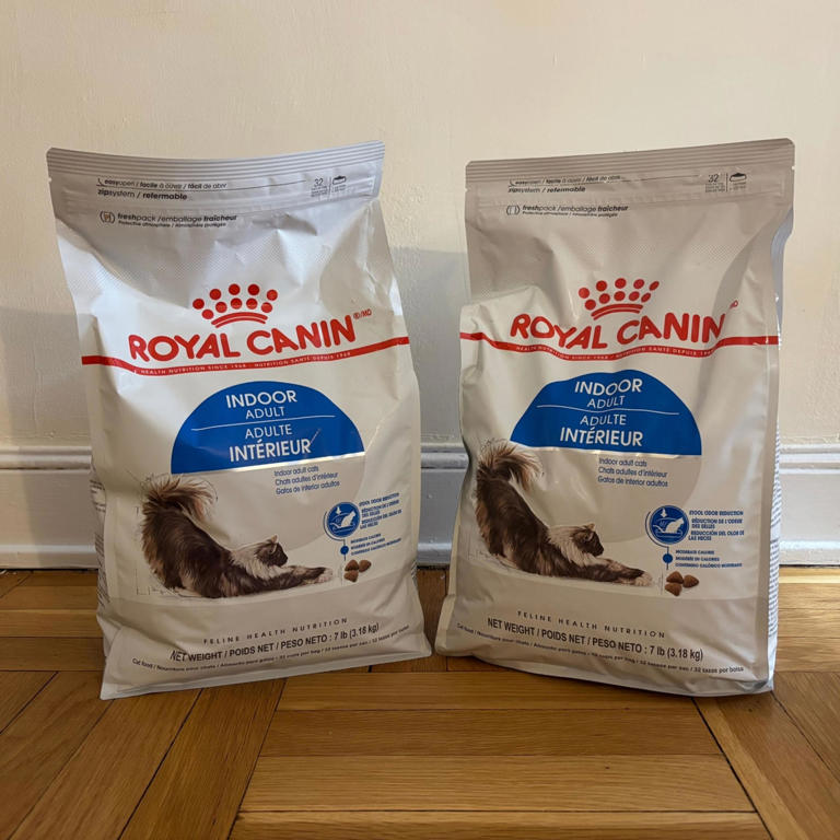 Should cats eat wet food, dry food or both? Vets weigh the pros and cons