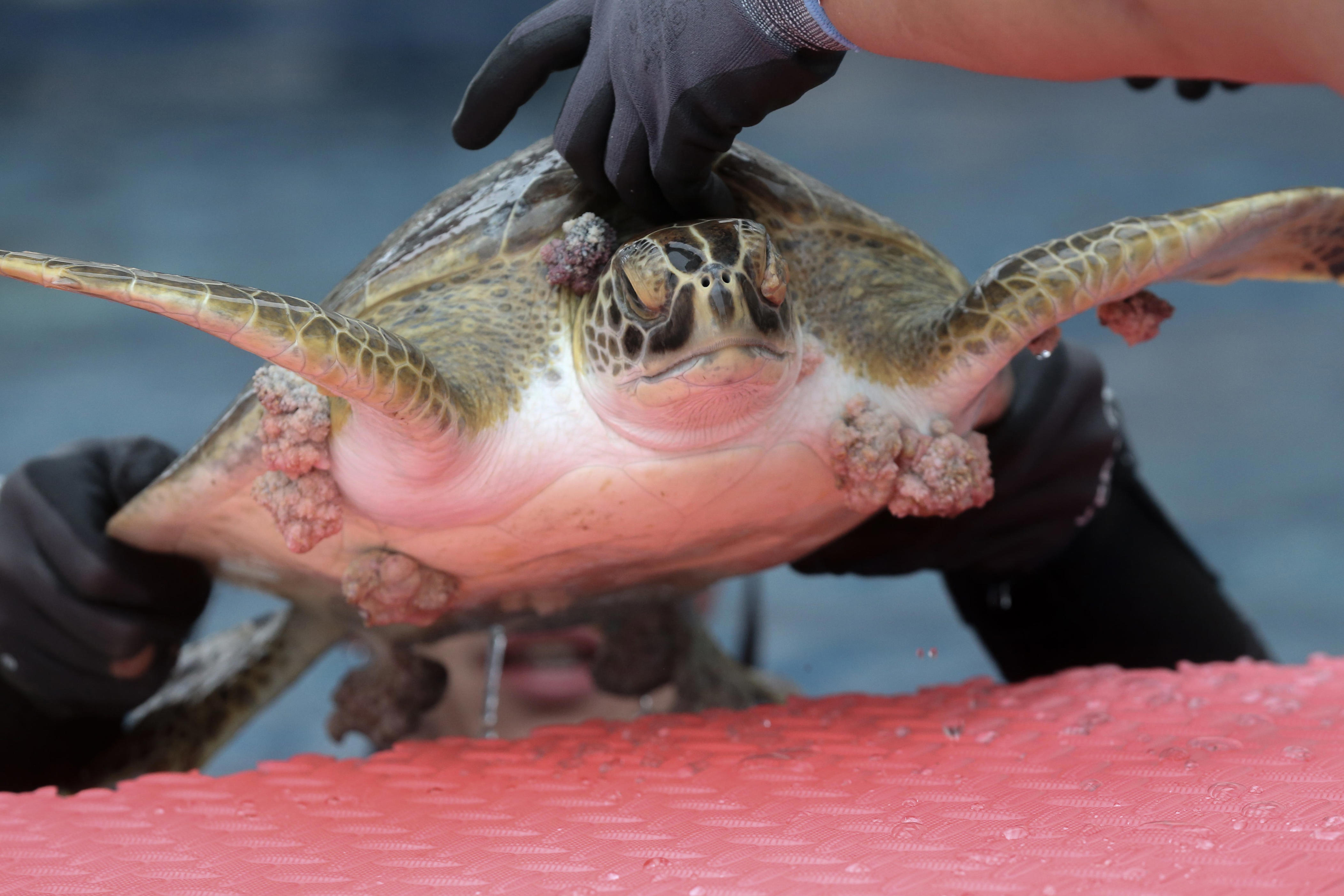 Was Padre Island National Seashore part of January sea turtle rescue?